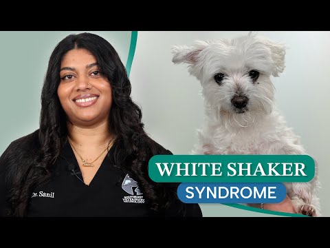 White Shaker Syndrome in Dogs: Causes, Symptoms, and Treatment