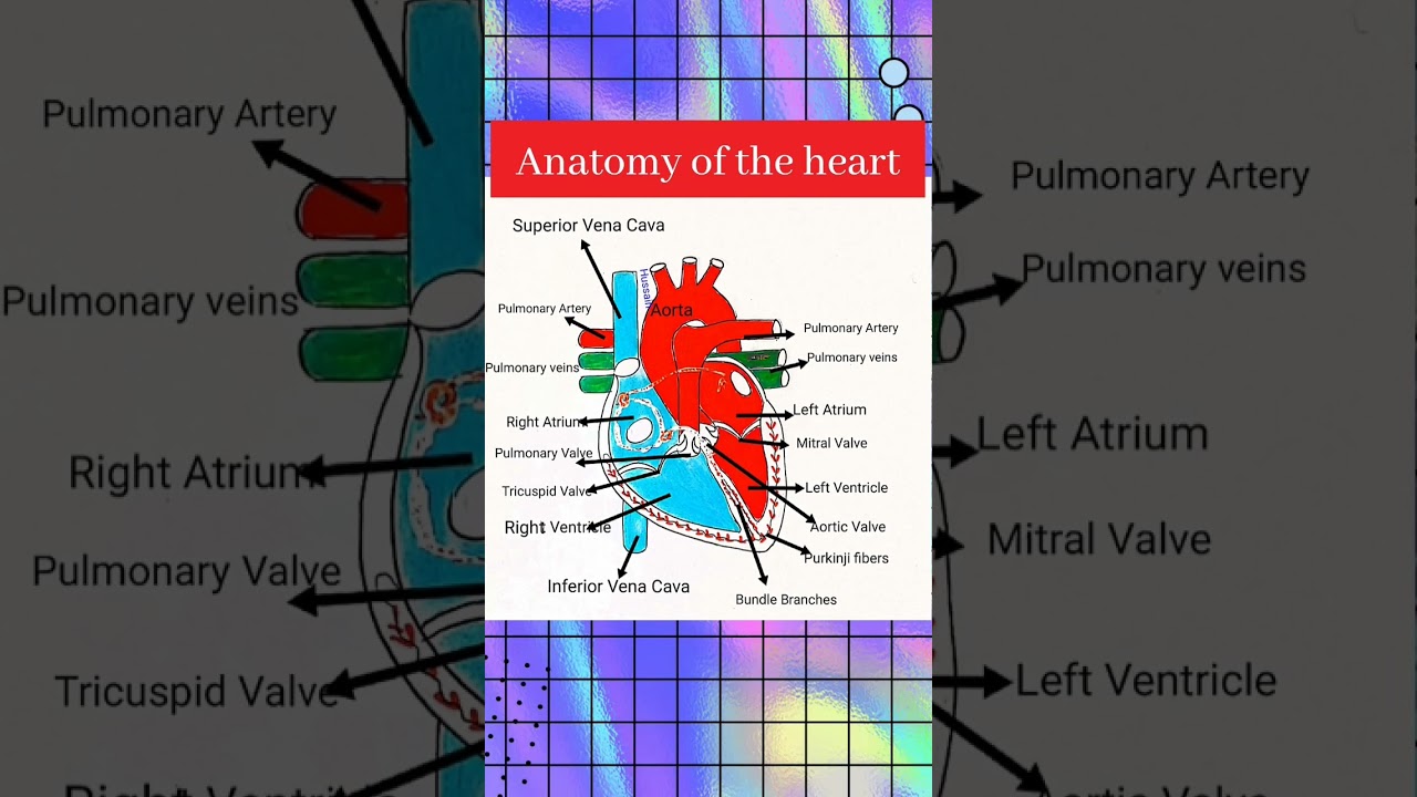 Heart Diagram