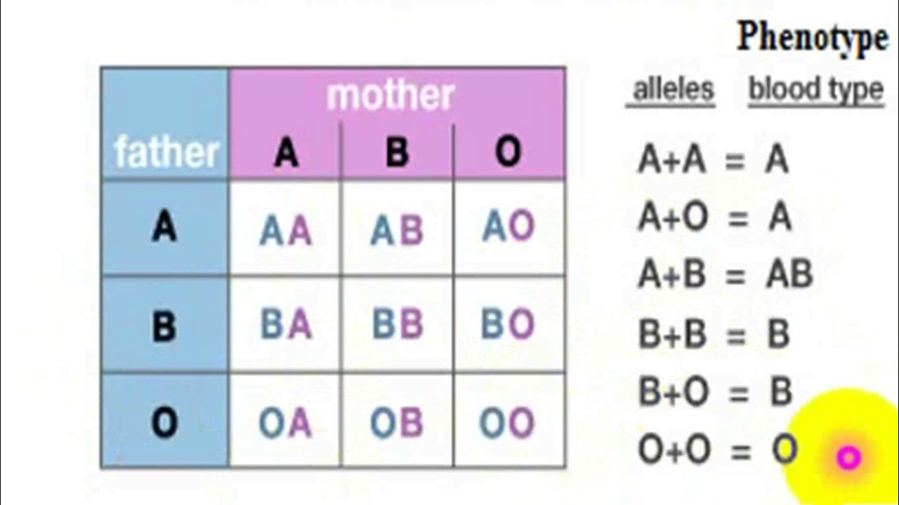 Understanding Genetics: Key Concepts and Mendel's Laws | Galaxy.ai