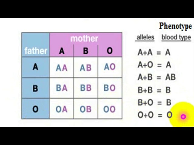 Understanding Genetics: Key Concepts and Mendel's Laws | Galaxy.ai