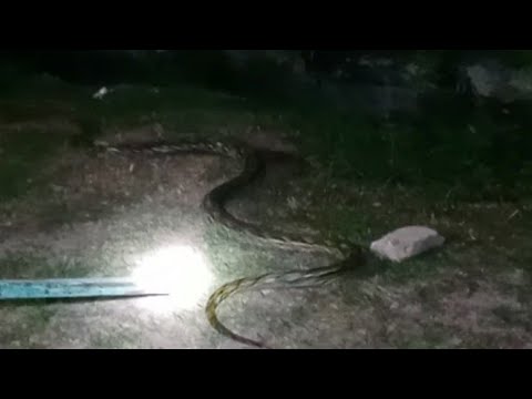 ULAR PITON PANJANG 4 METER DI TEPI PANTAI MELAWAI@ularpiton