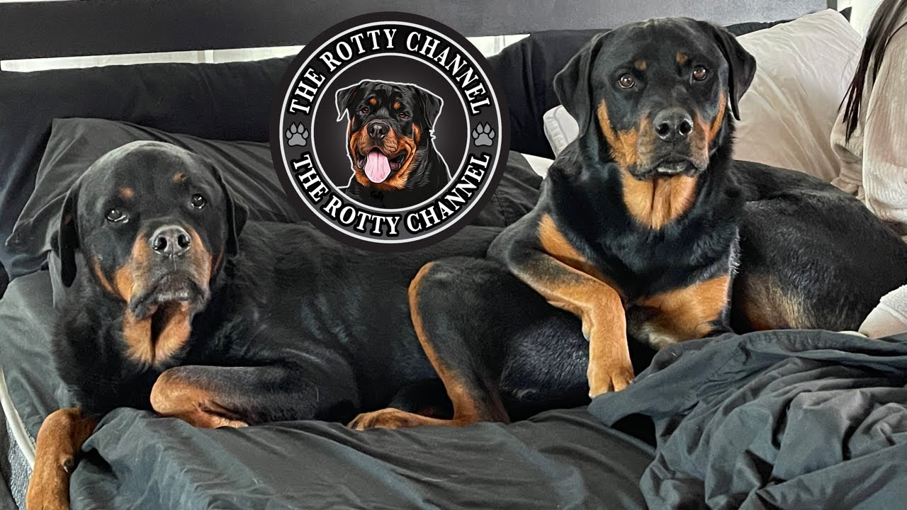 Kenai and junior go to the Vet..