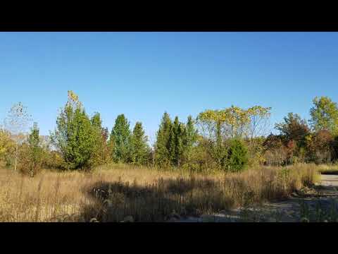Mysterious, Hidden Beaver Dam Discovery near Far Westside of Columbus Ohio