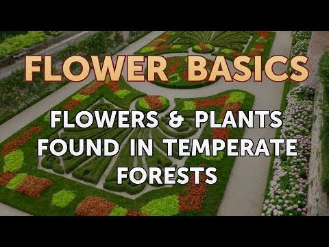 Flowers & Plants Found in Temperate Forests