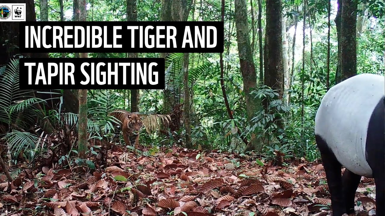 Tiger cubs stalk tapir through Indonesian forest | WWF-Indonesia