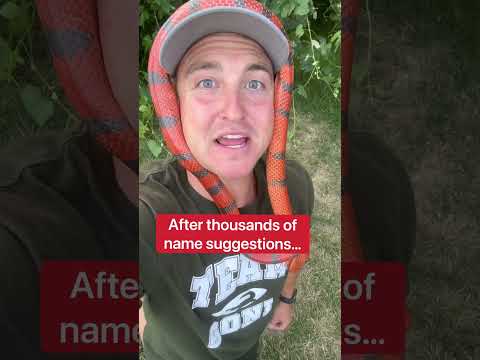 Help! What Should I Name My Pet Snake? #shorts #snake