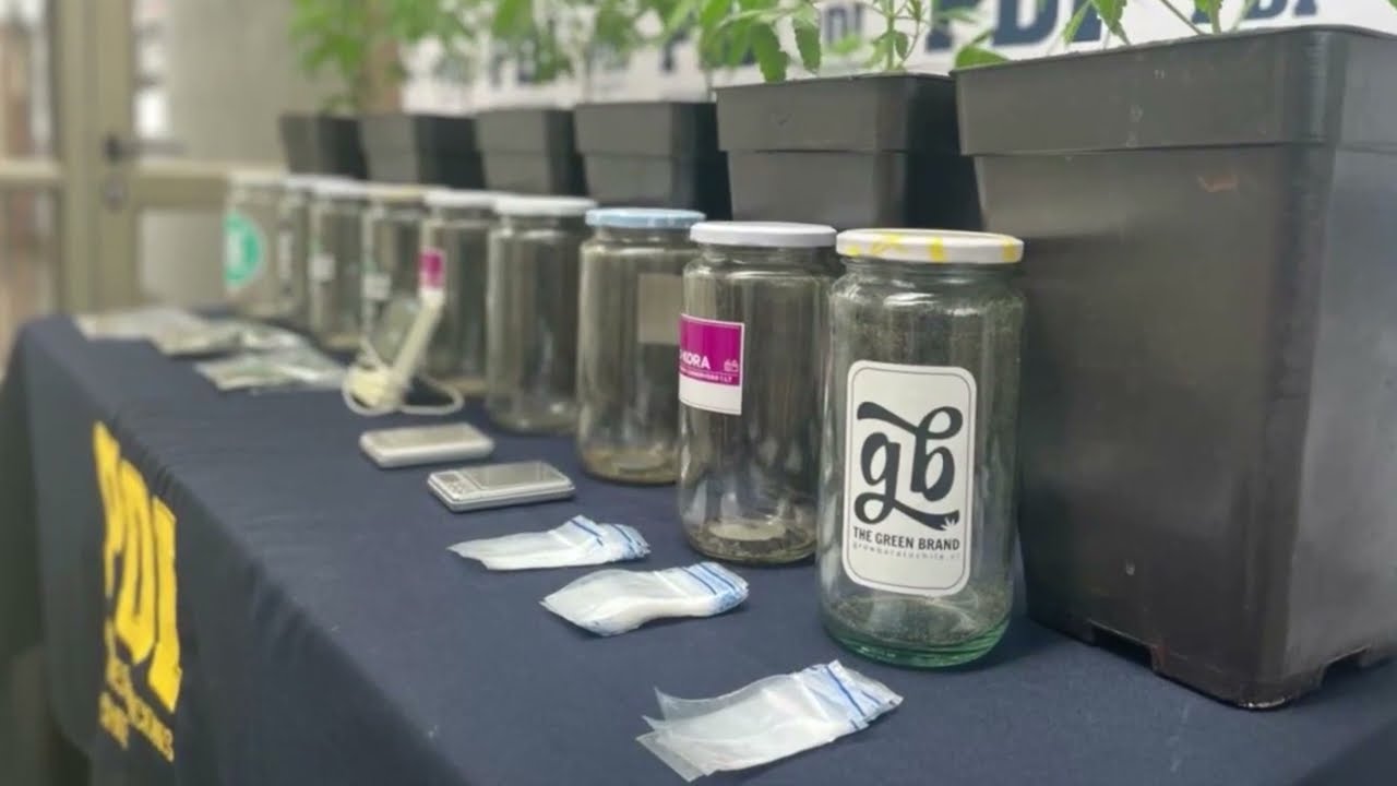 PDI descubre nuevo cultivo indoor de marihuana en Quellón