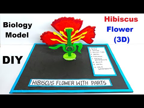 Learn hibiscus flower 3d model with parts for science project ...