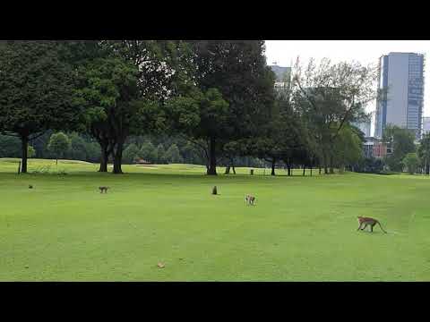 Royal Selangor Golf Club