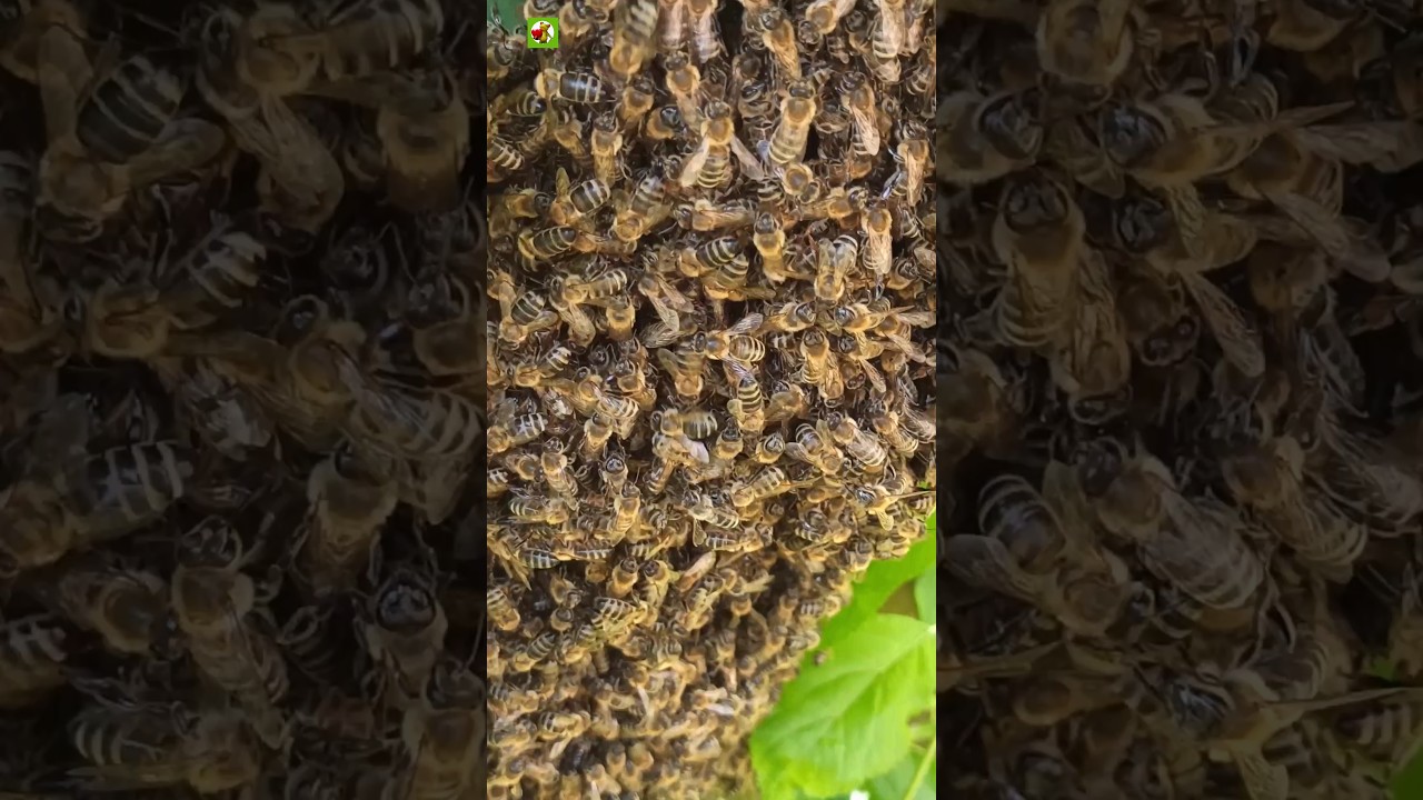 Natural Honey Bee Sound 🐝