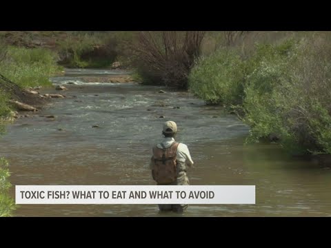 Kalamazoo River Alliance, Michigan DNR warn some caught fish not safe to eat