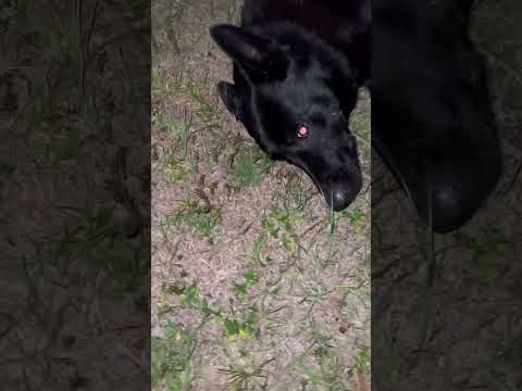 Dogs nonviolent protest πΊπ #shorts #dog #germanshepherd #subscribe