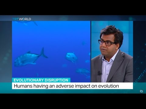 Scientists find evidence of human activity altering evolution in other species.