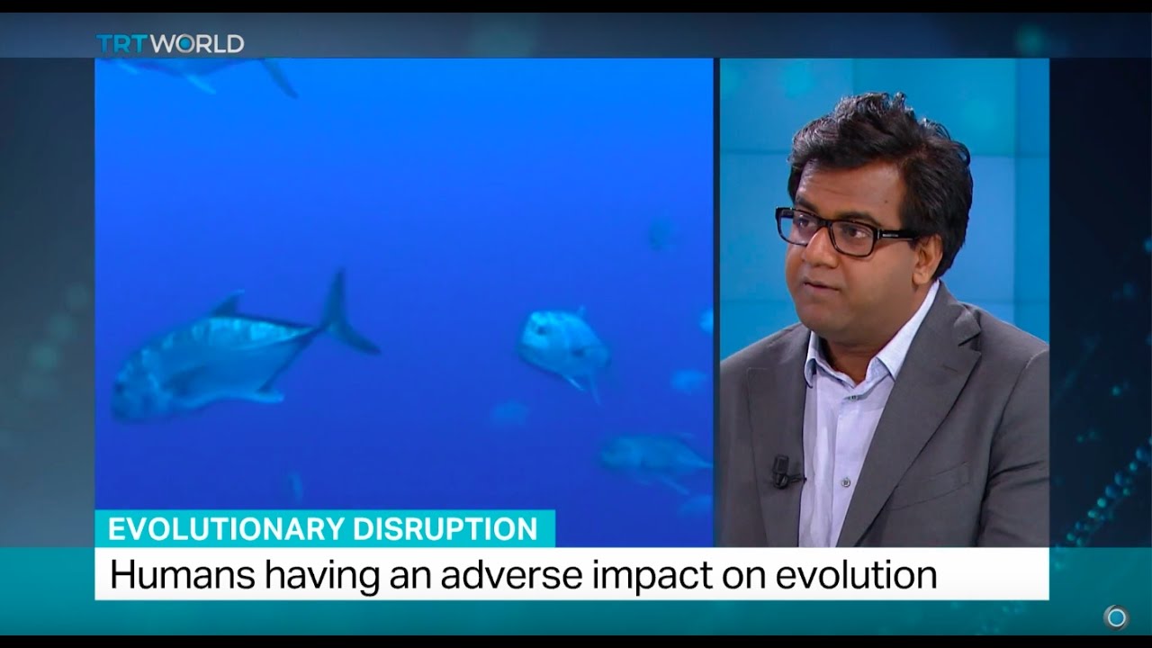 Scientists find evidence of human activity altering evolution in other species.