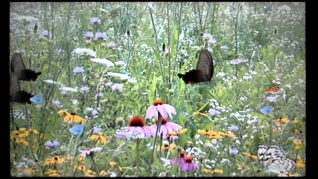 Alphaism Butterfly Live wallpaper