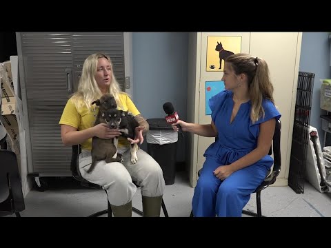 Pet Pals: St. Joseph Animal Shelter highlights two puppies ‘Lakota and Shoshone’