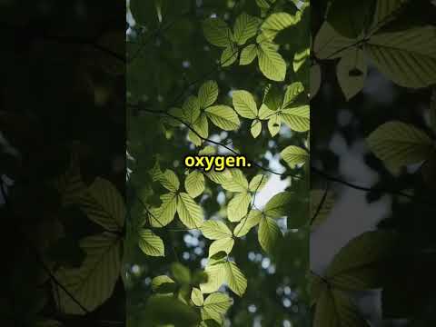 20% of Earth's Oxygen! The Amazon Rainforest (2024)