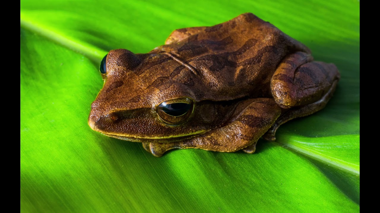 Frog Spirit Guided Meditation