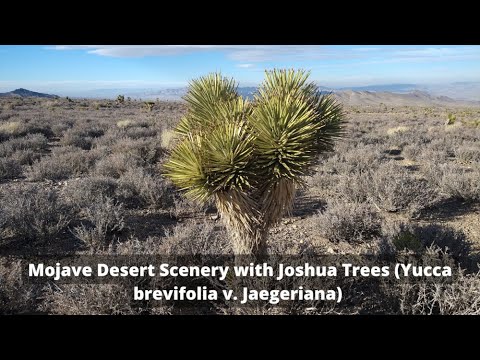 Mojave Desert Scenery with Eastern Joshua Trees (Yucca brevifolia jaegeriana)