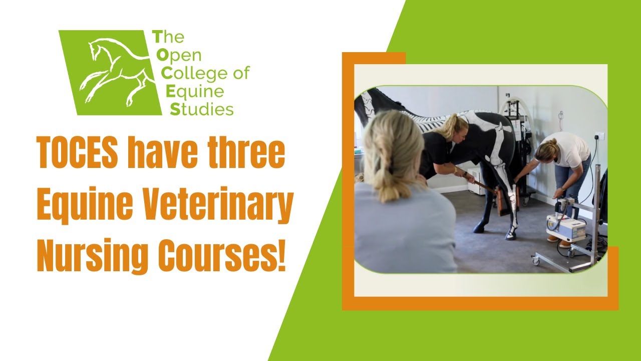 TOCES have three Equine Veterinary Nursing Courses!