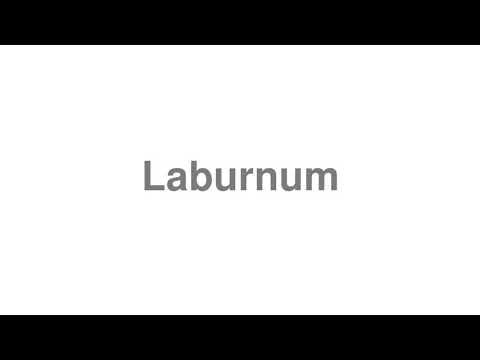 How to Pronounce "Laburnum"