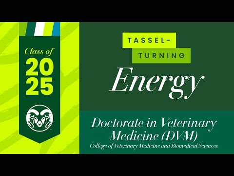 Doctorate in Veterinary Medicine (DVM)