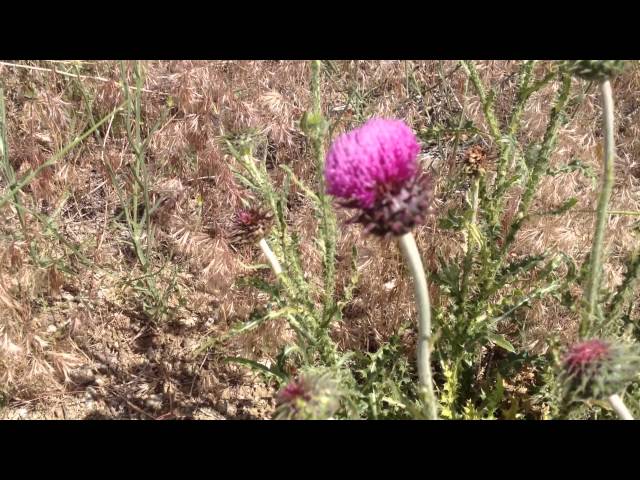 Kenger Otunun Hiç Duymadığınız 11 Faydası - Nefis Yemek Tarifleri