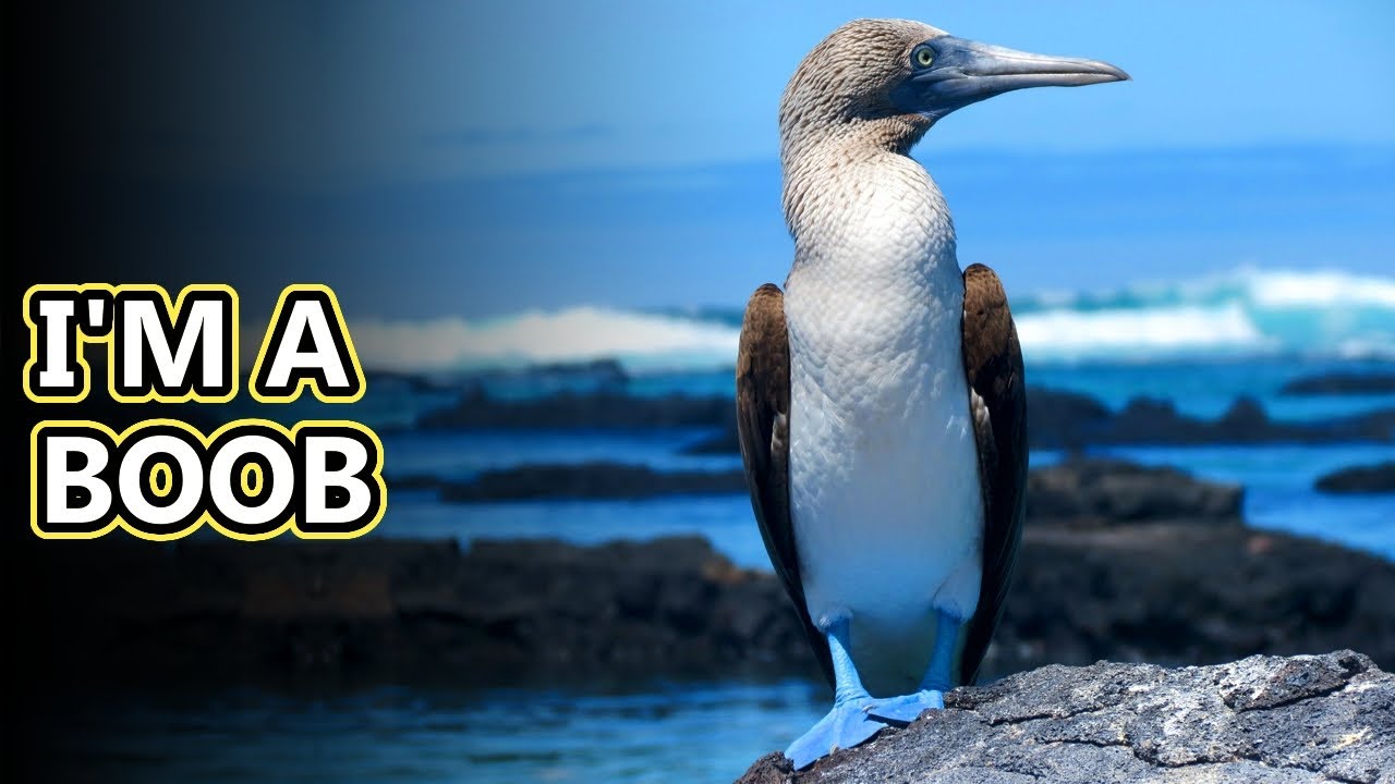 Booby facts: the birds specifically | Animal Fact Files