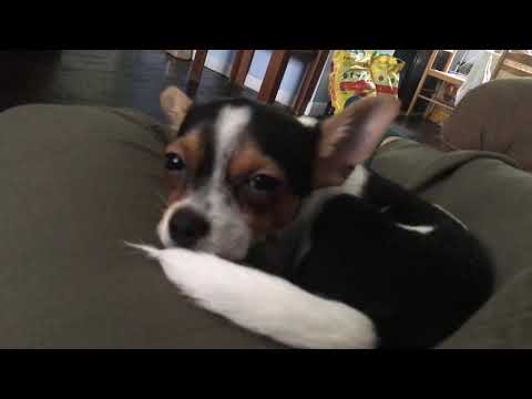 Steam Community :: Video :: Rory sleeping