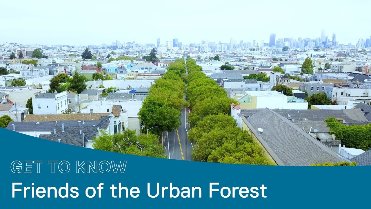Friends of the Urban Forest Plants Tens of Thousands of Trees in San Francisco