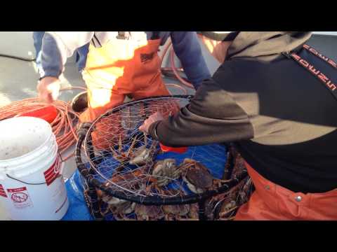 Dungeness Crab opener – full pots and full crabs…. | Fishing the North ...