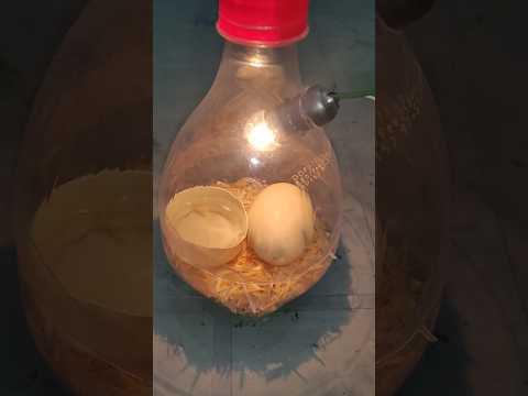 Time to rotate Egg #incubator #shorts