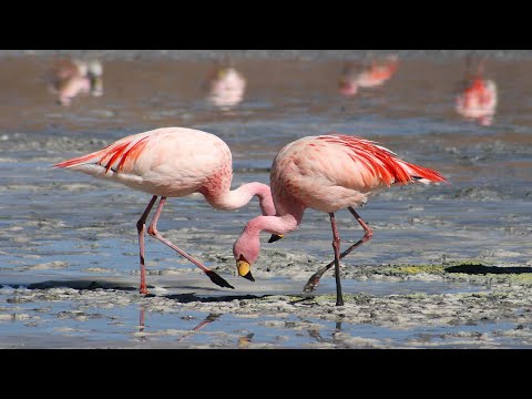 American Sign Language ASL Video Dictionary - flamingo