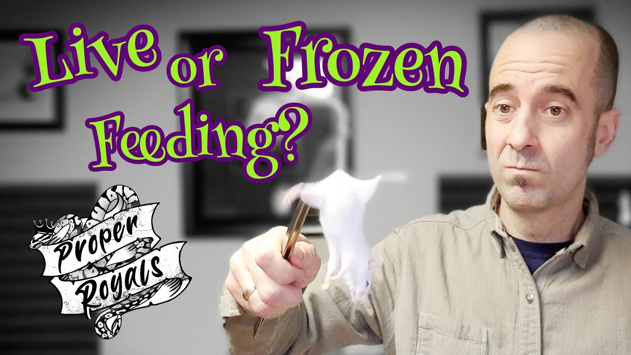 Live or Frozen Thawed Feeding for BALL PYTHONS?!?