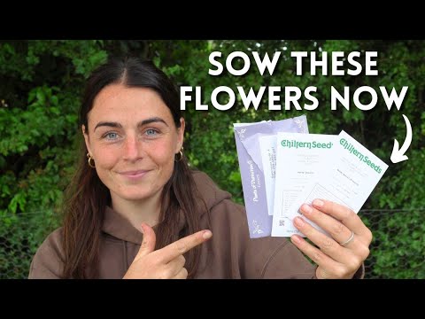 Sow These Biennial Cut Flower Seeds Now & Fill The Early Summer Gap (June 2025)