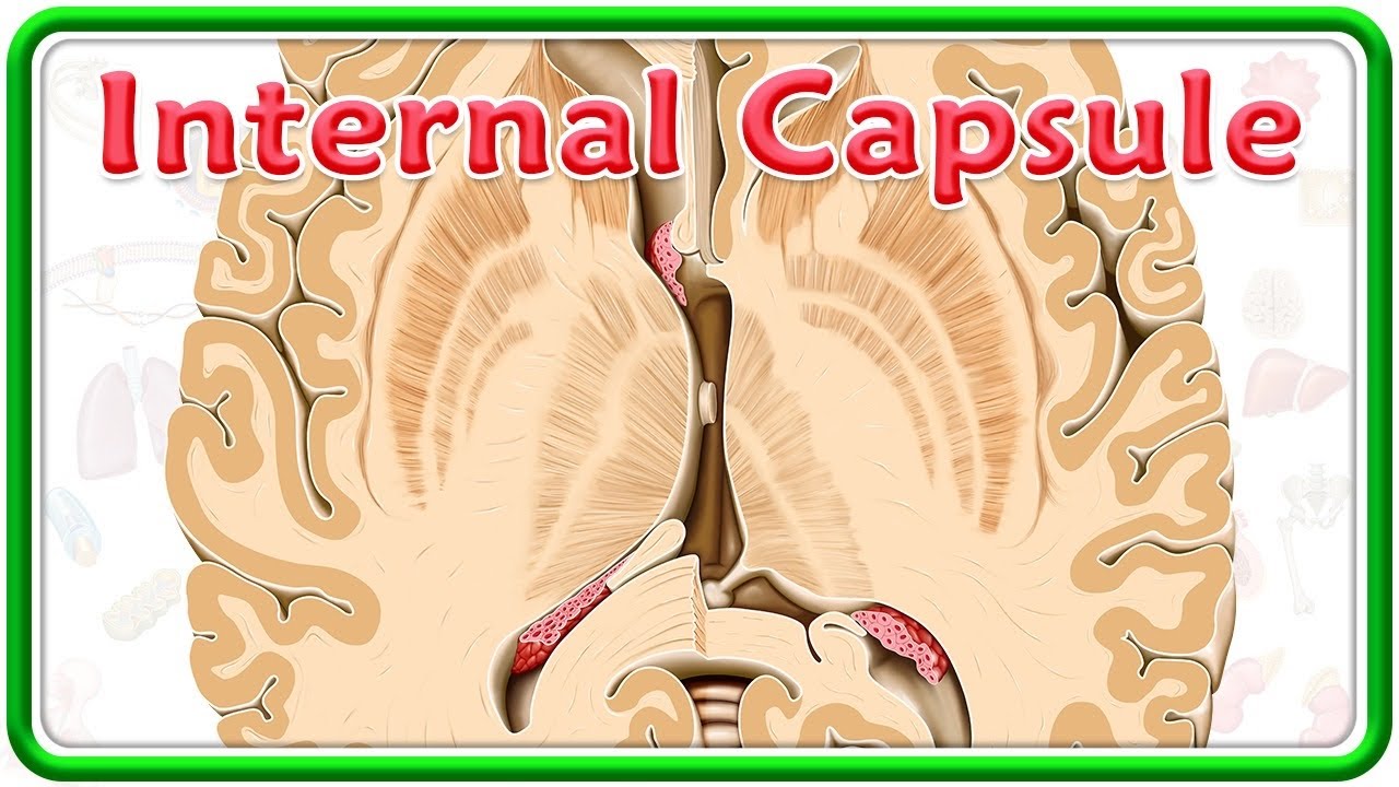 Internal Capsule Gross Anatomy Animation : Divisions, Functions and Clinical anatomy | USMLE Step 1