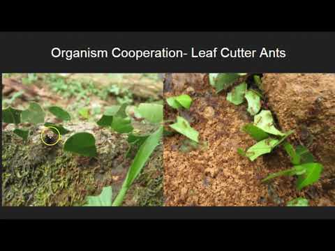 Adaptations of Rainforest Animals