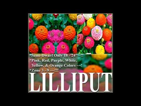 LILLIPUT ZINNIA ELEGANS Flower Seed - 18-24" - MIX ZINNIA FLOWER SEEDS on www.MySeeds.Co