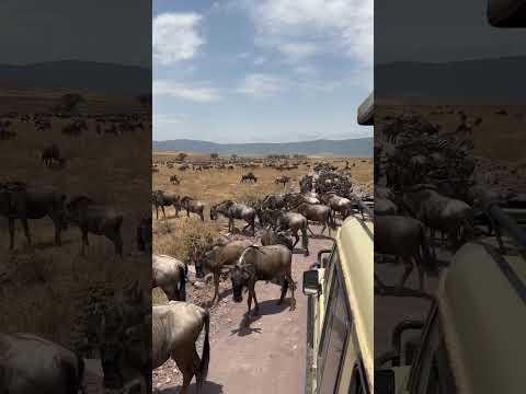 Safari at Ngorongoro Crater in Tanzania #ngorongoro #ngorongorocrater #safari #safarimontage