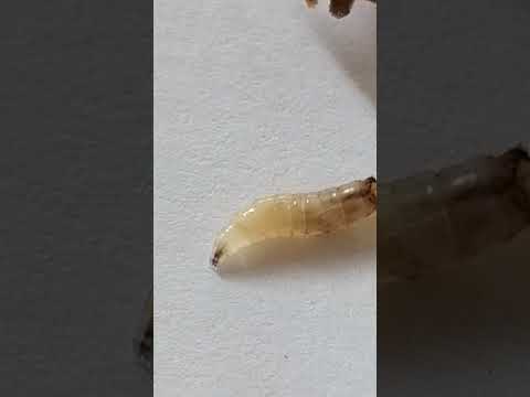 The transparent GAMOLA: the larvae of #dipterans