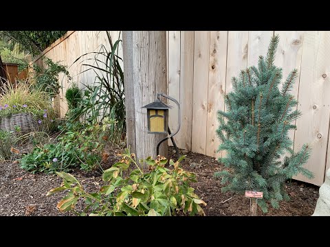 The perfect small evergreen! A Fastigiata spruce 🌲