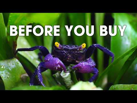 VAMPIRE CRABS: EVERYTHING YOU NEED TO KNOW (Geosesarma) — Indoor Ecosystem
