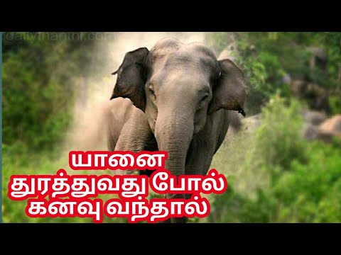 யானை துரத்துவது போல் கனவு கண்டால் | கனவு பலன்கள்