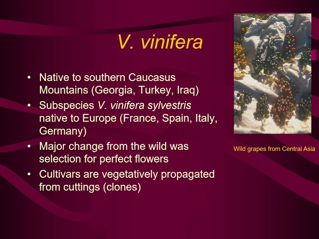 Exploring Grape Species, Evolution, and Cultivars | Galaxy.ai