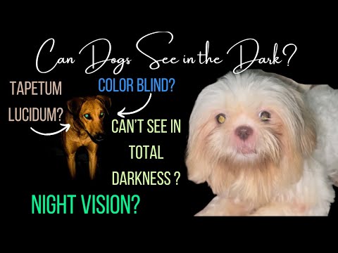 CAN DOGS SEE IN THE DARK? | DO THEY HAVE NIGHT VISION? | DOG COLOR SPECTRUM VS HUMAN COLOR SPECTRUM