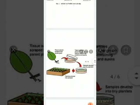 Plant tissue culture.Callus formation