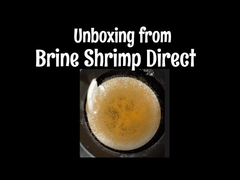 Unboxing from Brine Shrimp Direct