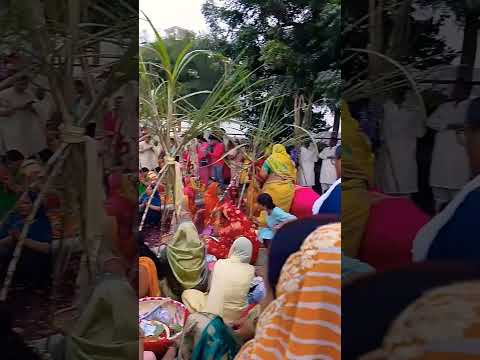#chhathpuja2024 #shorts