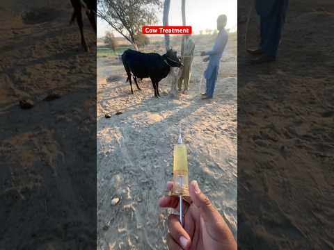 Veterinary medicine | cow mastitis | vet visit | #vet #vetdrmudassir #cowvideo #cow #vetclinic