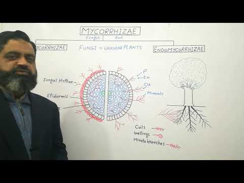 Types of Mycorrhizae English medium @prof.masoodfuzail| Endomycorrhizae | Ectomycorrhizae|